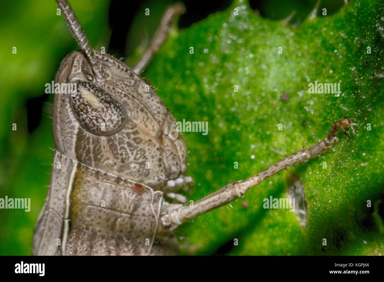 Locust eyes hi-res stock photography and images - Alamy