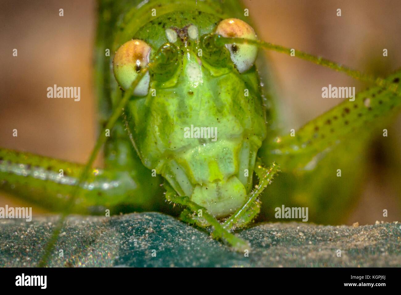 Locust eyes hi-res stock photography and images - Alamy
