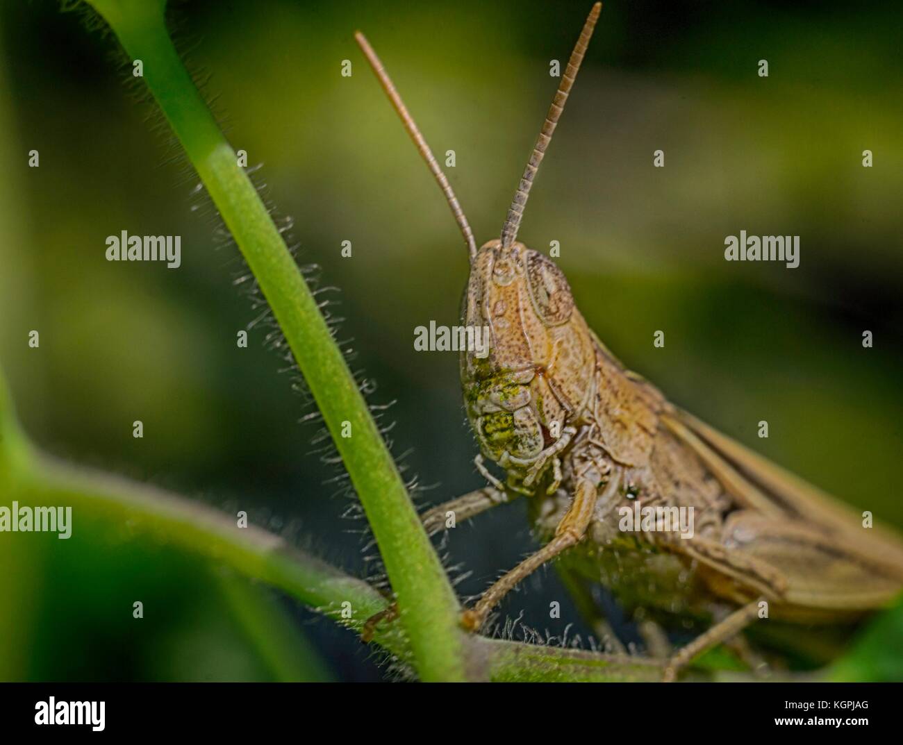 Grass Hopper Macro Stock Photo - Alamy