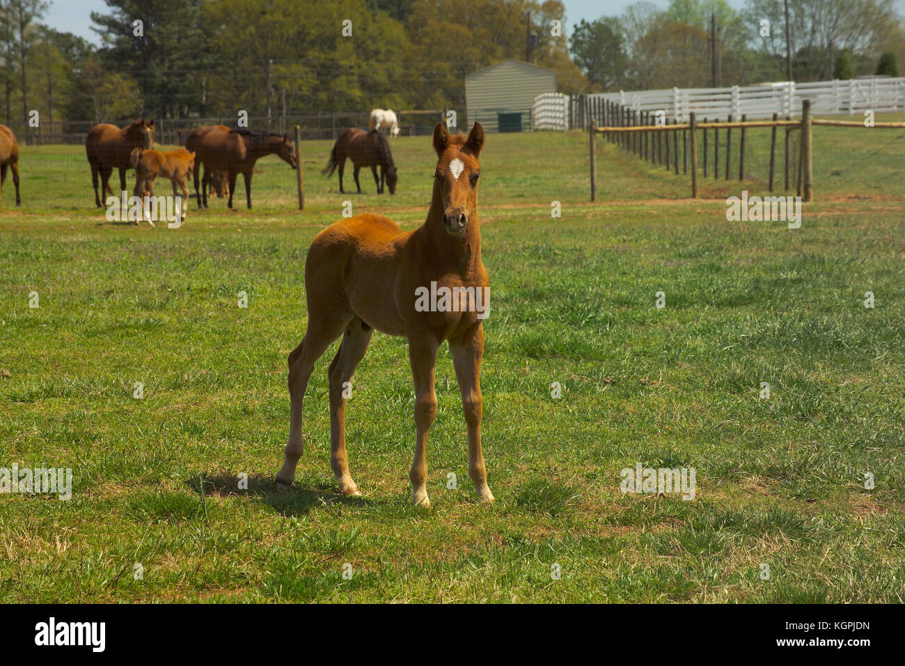 FOAL IN PASTURE, AT THE UNIVERSITY OF GEORGIA'S HORSE PROGRAM, ATHENS ...