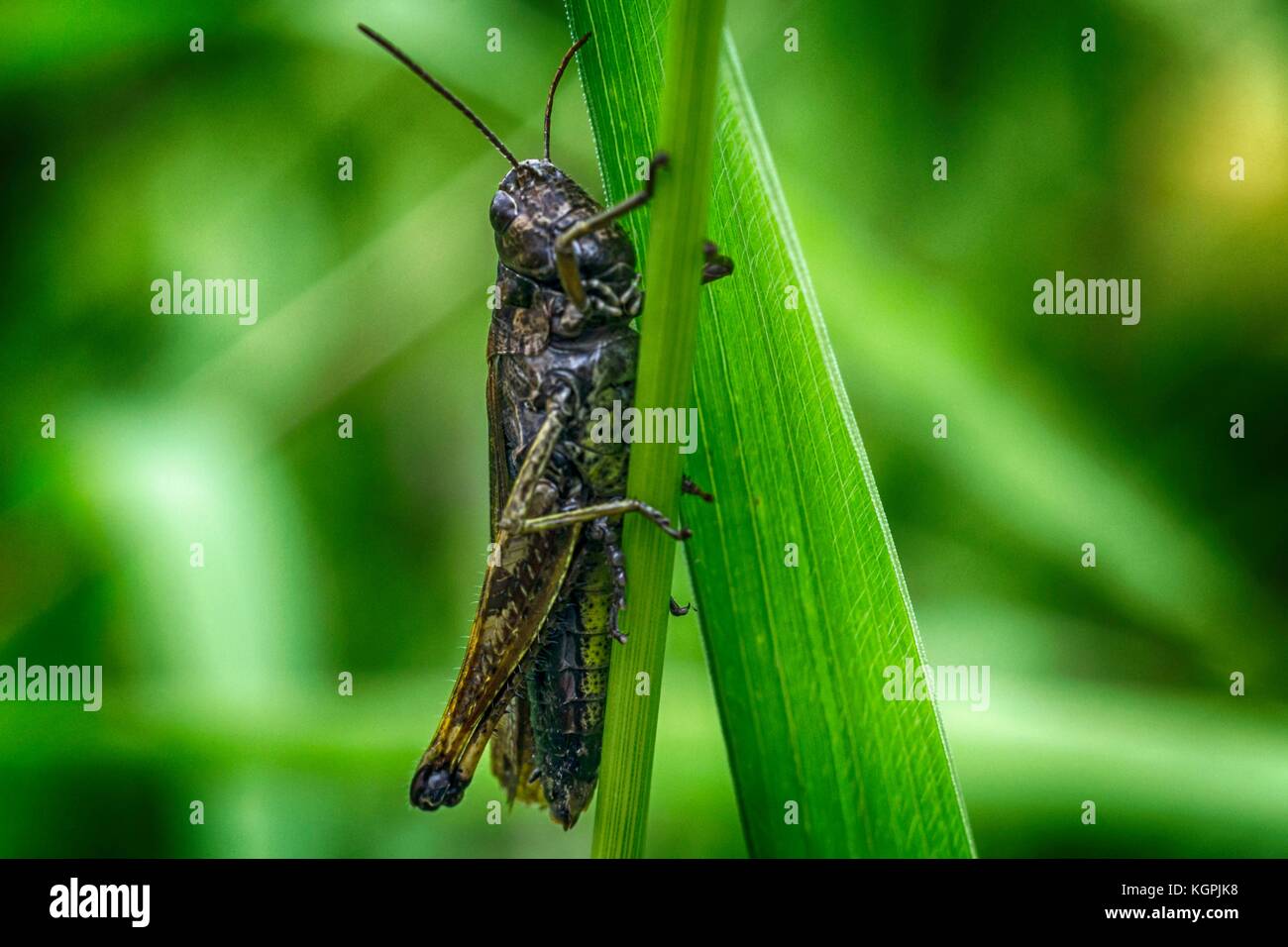 Macrophotography grasshopper, locusts in the grass macro green ...