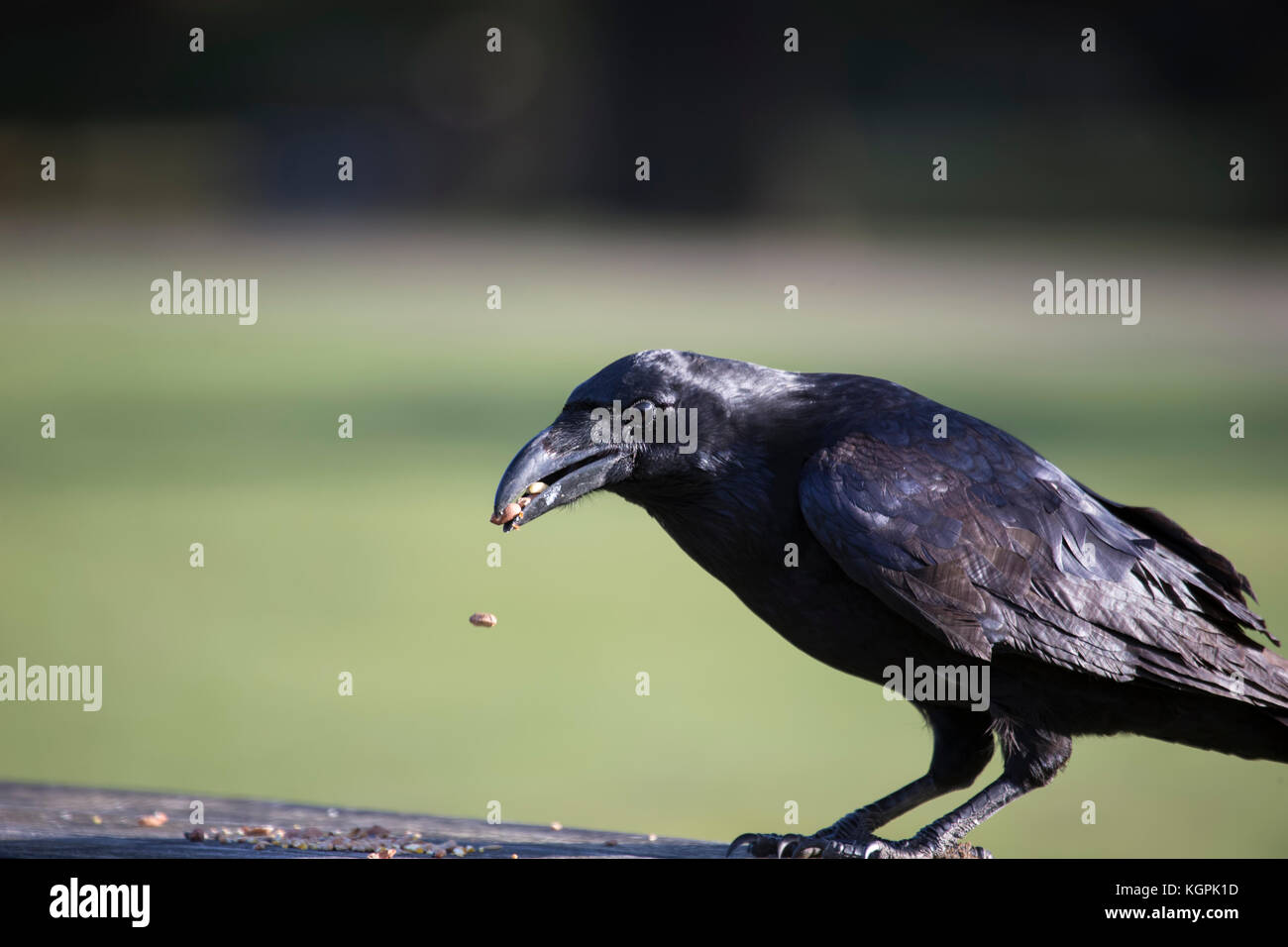Raven Corvus corax close up eating food from picnic table Stock Photo ...