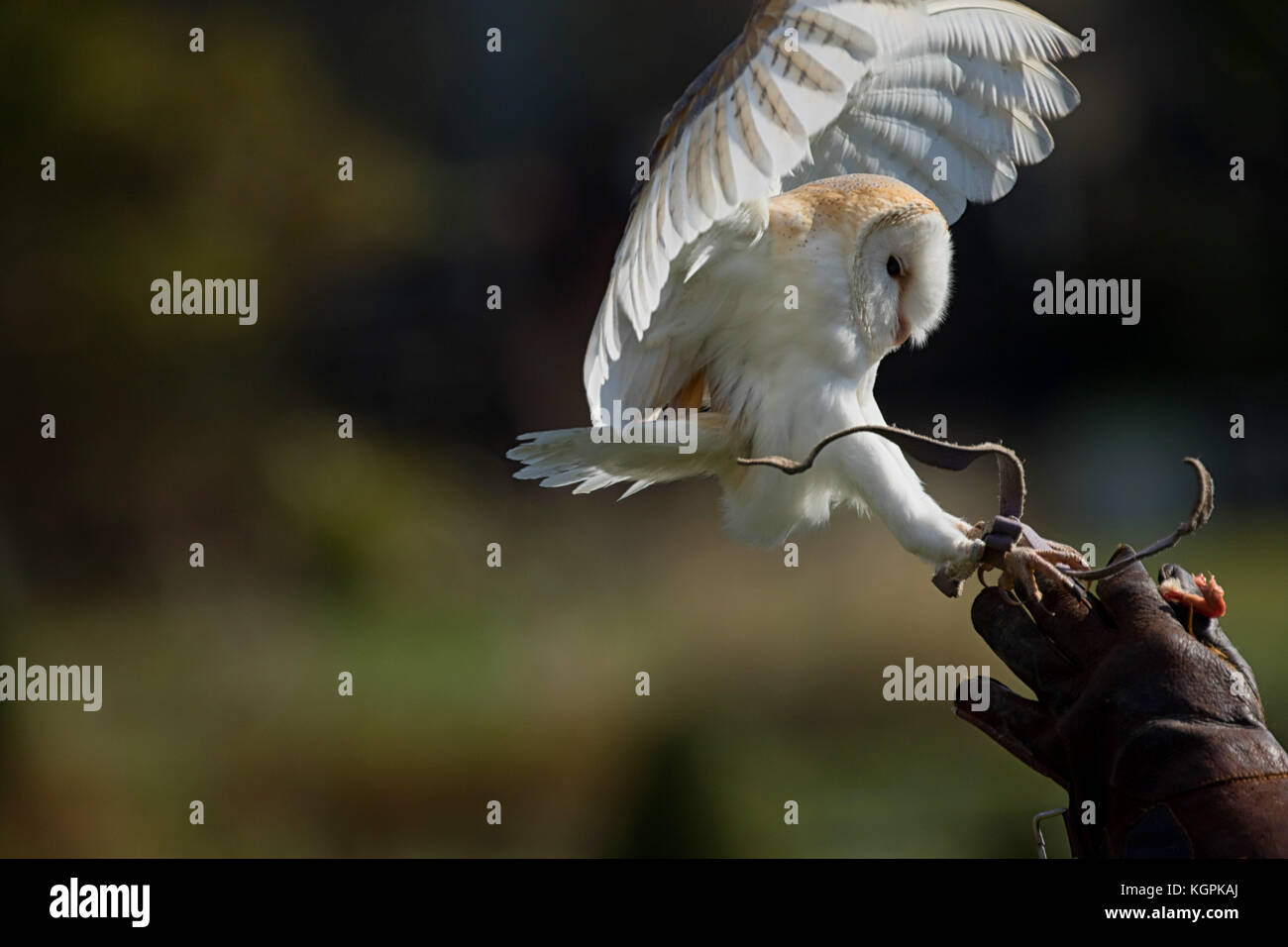 Barn Owl at a bird of prey show,RHS Gardens,Harlow Carr,Harrogate,North ...