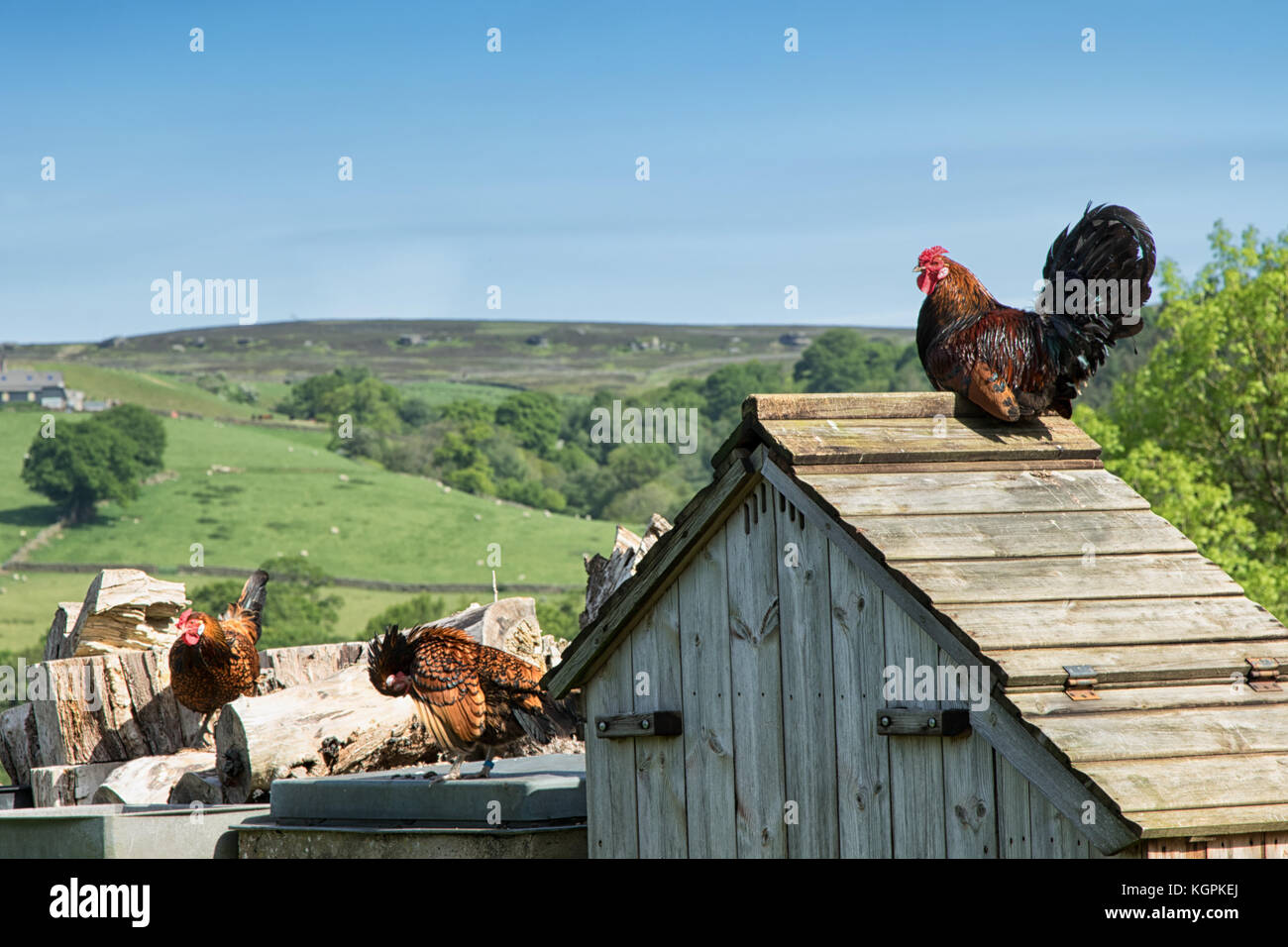 Chicken hutch hi-res stock photography and images - Alamy