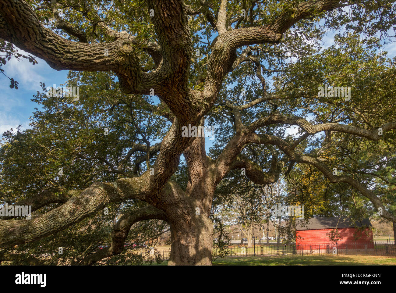 Emancipation Oak tree at Hampton University Virginia Stock Photo - Alamy