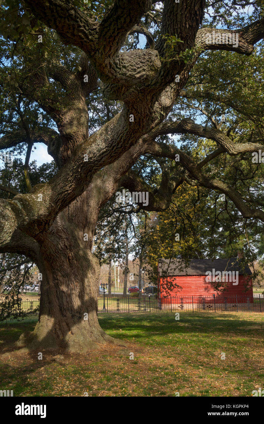 Emancipation Oak tree at Hampton University Virginia Stock Photo - Alamy