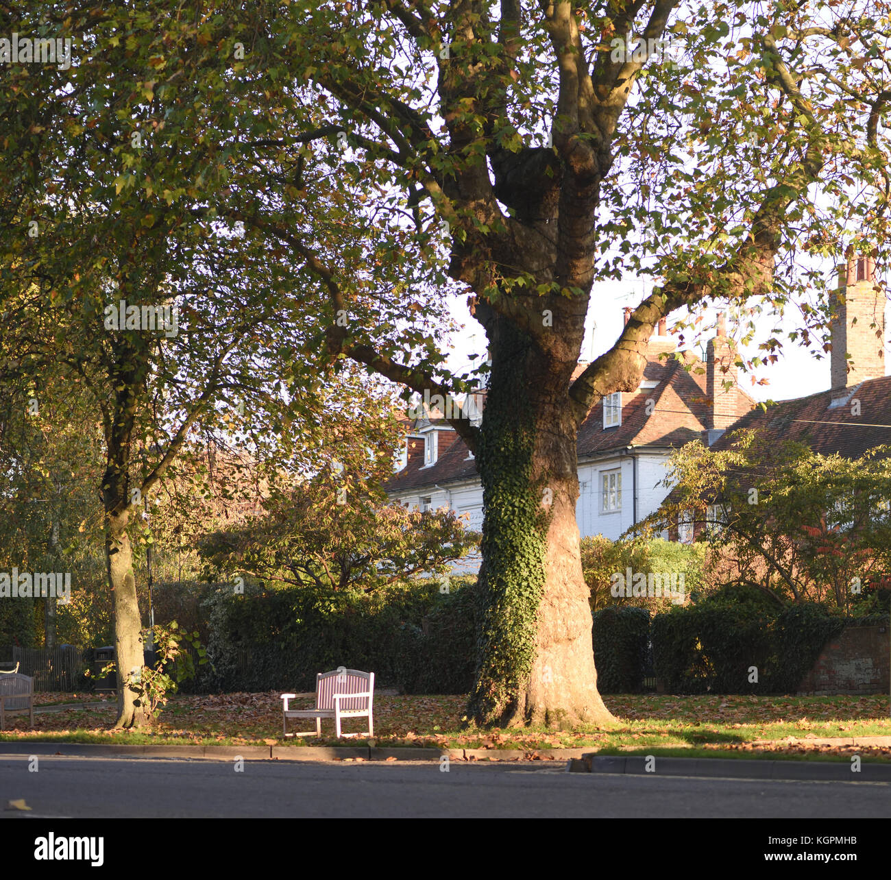 A roadside seat in the sunshine under autumnal plane trees beside the ...