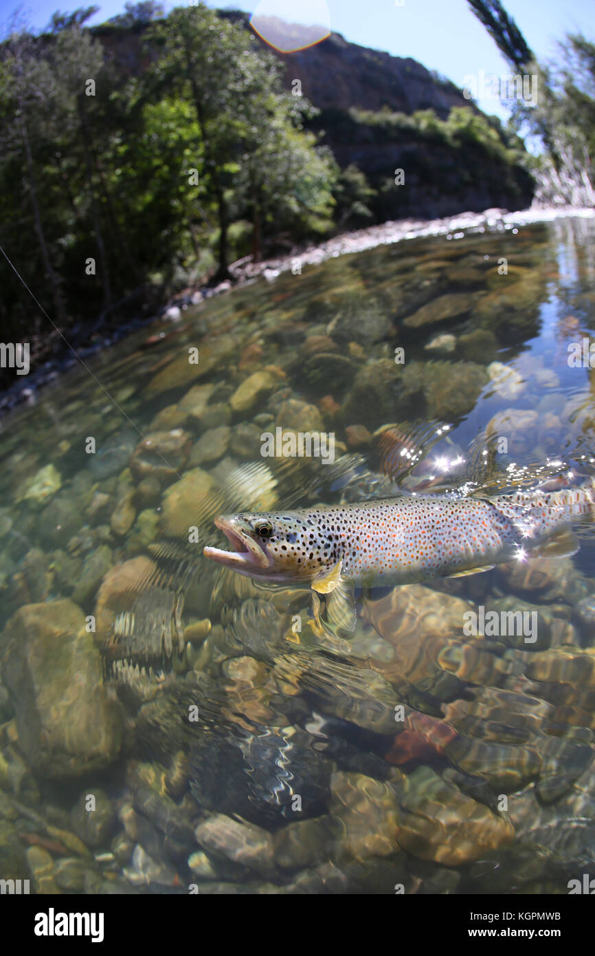 Closeup of fario trout being caught in river Stock Photo - Alamy