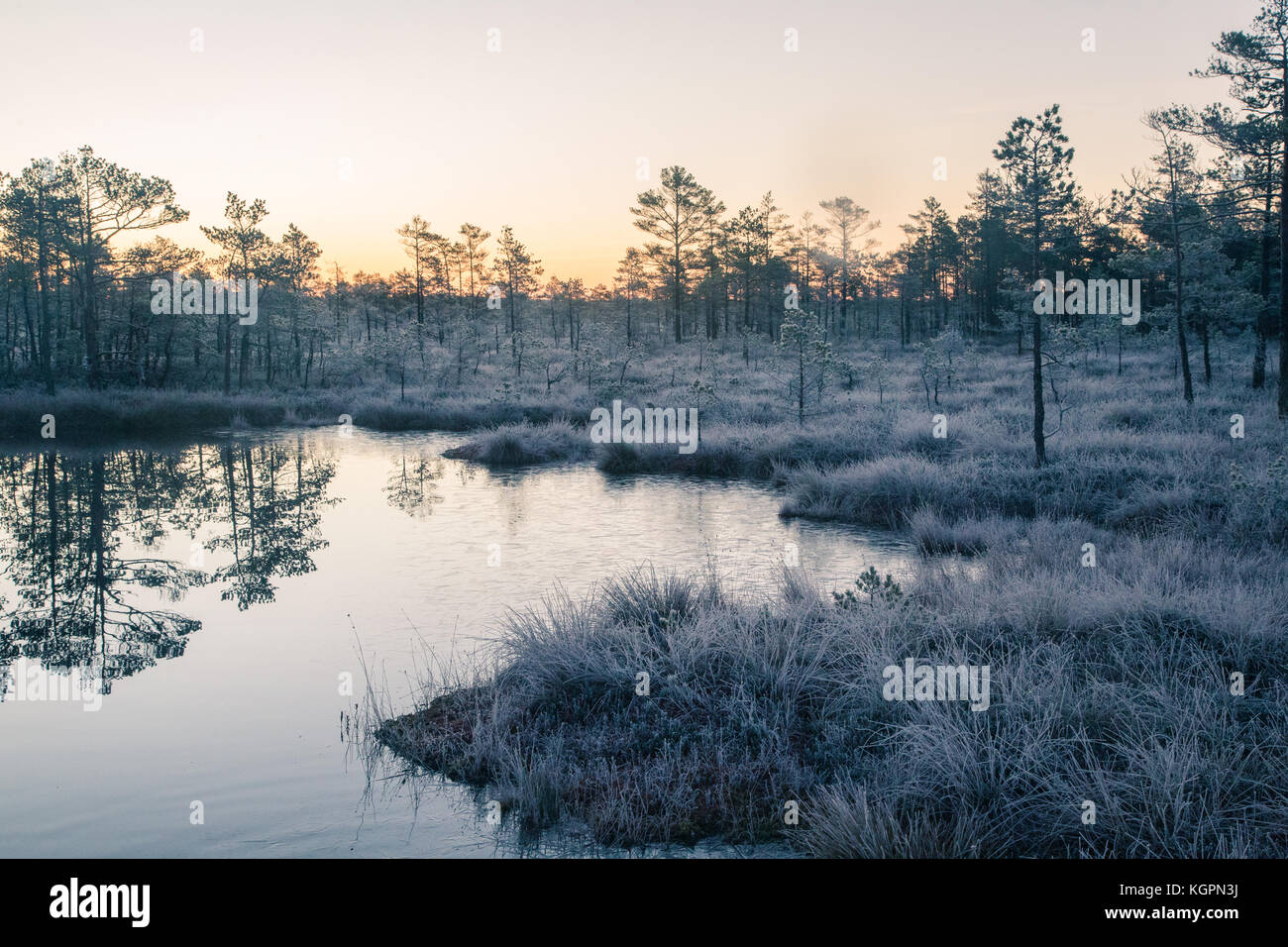 A beautiful morning landscape in a frozem swamp. A small swamp ponds in ...