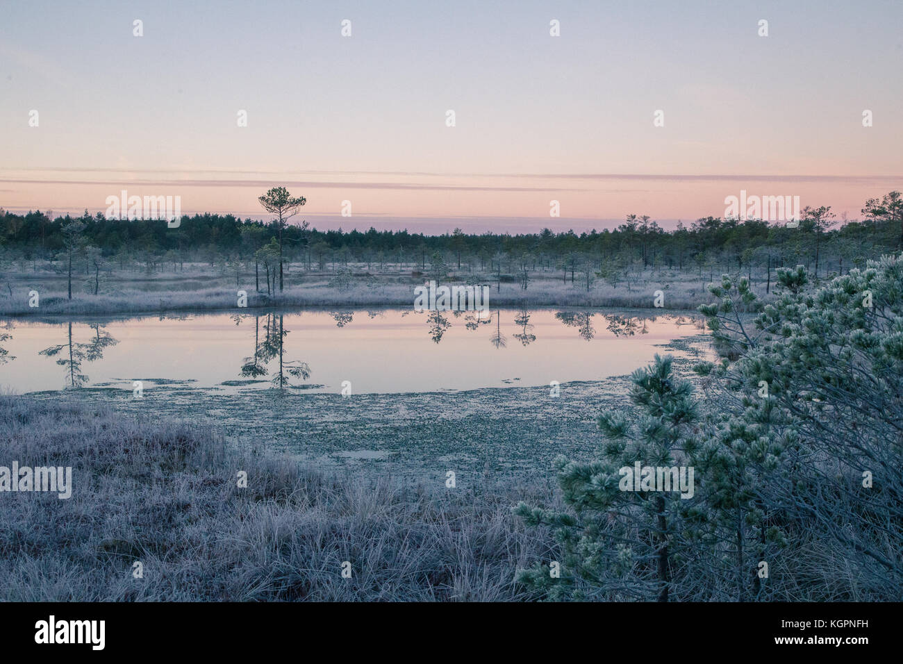 A beautiful morning landscape in a frozem swamp. A small swamp ponds in ...
