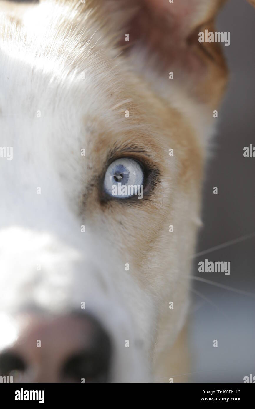 Husky snout hi-res stock photography and images - Alamy
