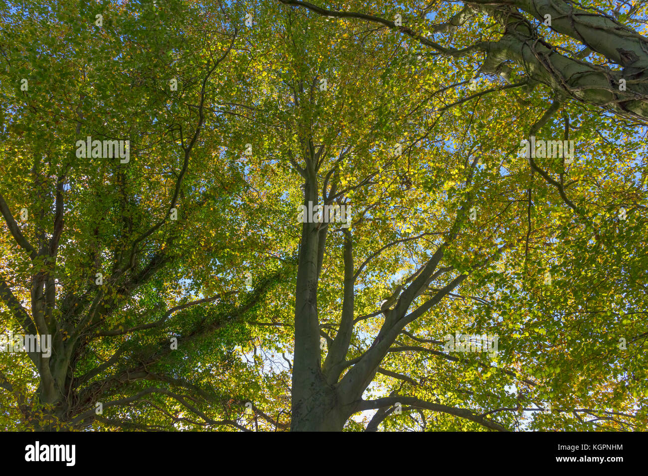 Beech Tree Canopy, Looking up, Autumn, St Catherine's Hill, Winchester ...