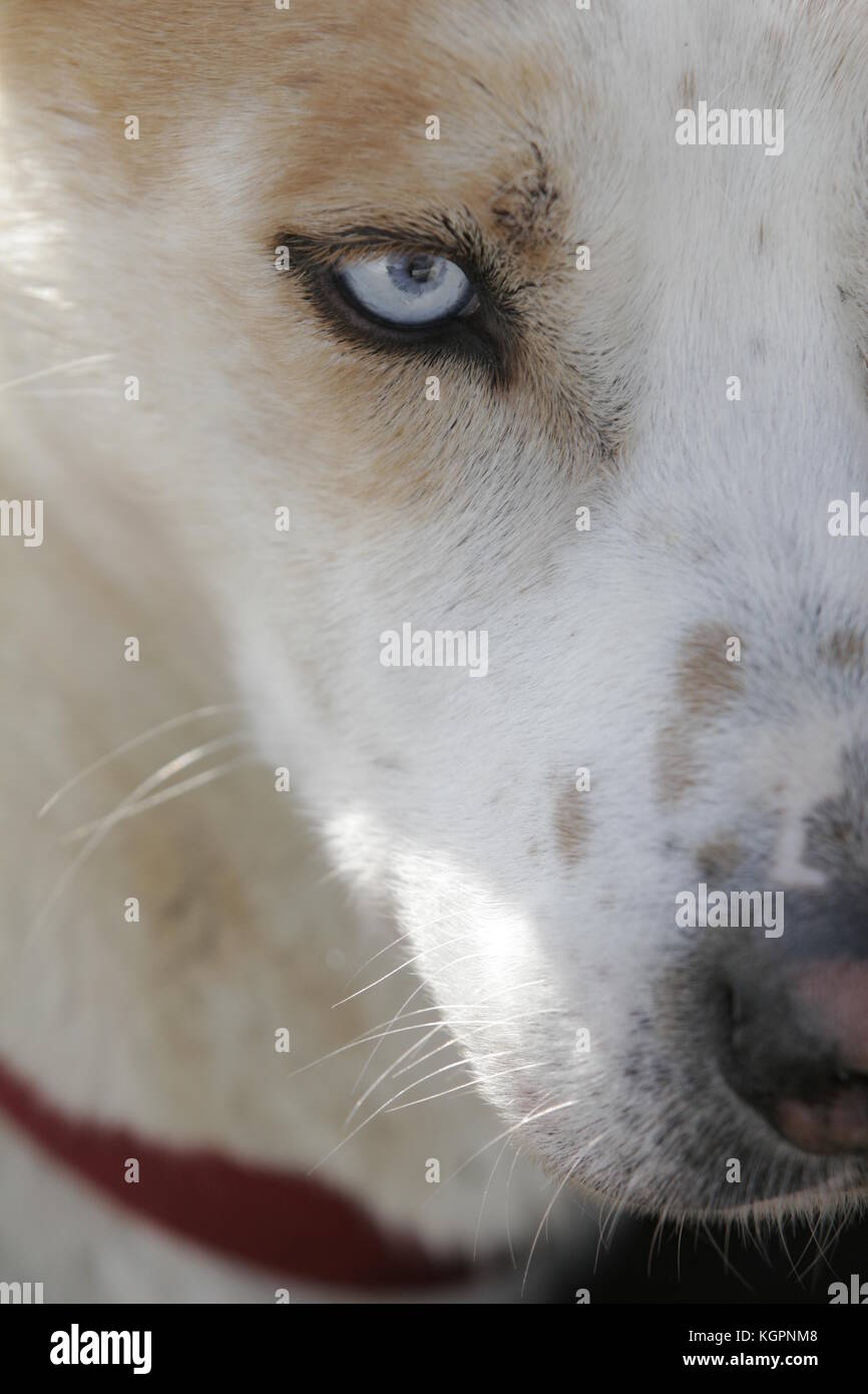 Husky snout hi-res stock photography and images - Alamy