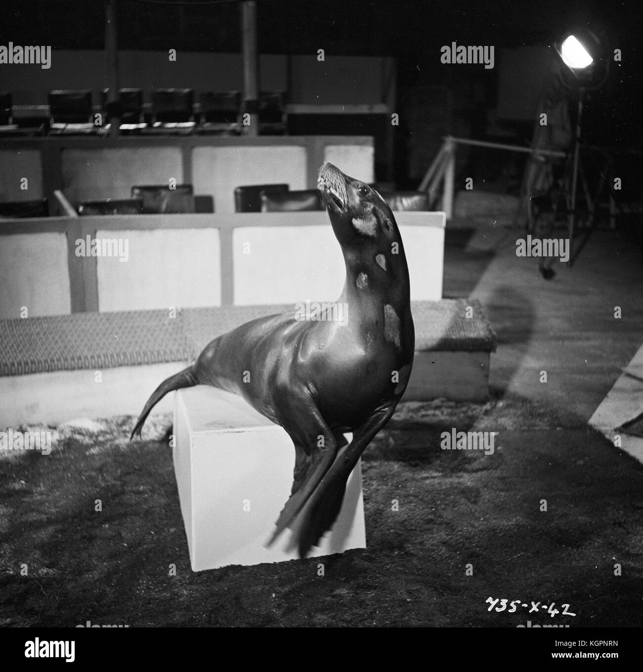 The Magnet (1950 Stock Photo - Alamy