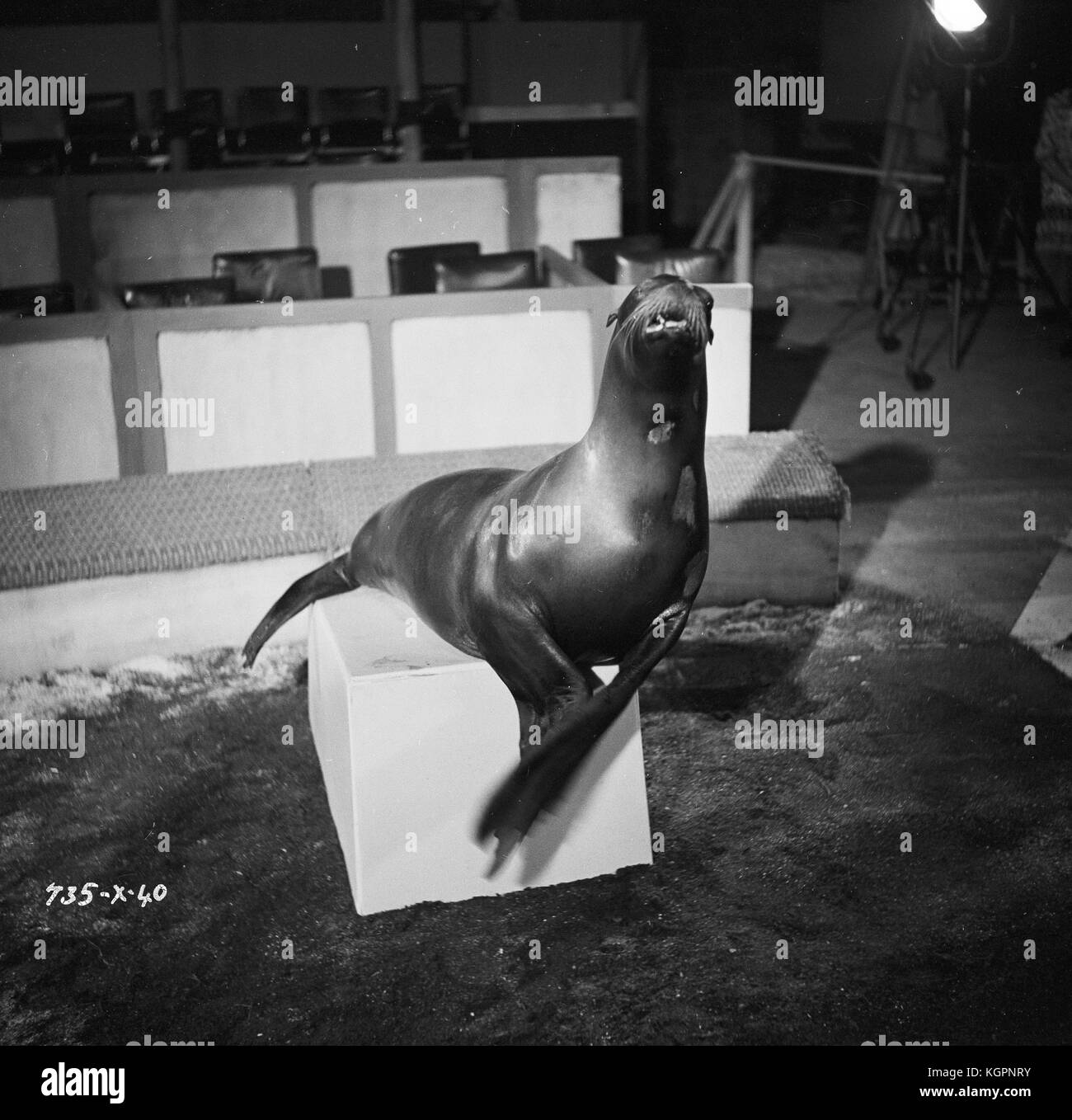 The Magnet (1950 Stock Photo - Alamy