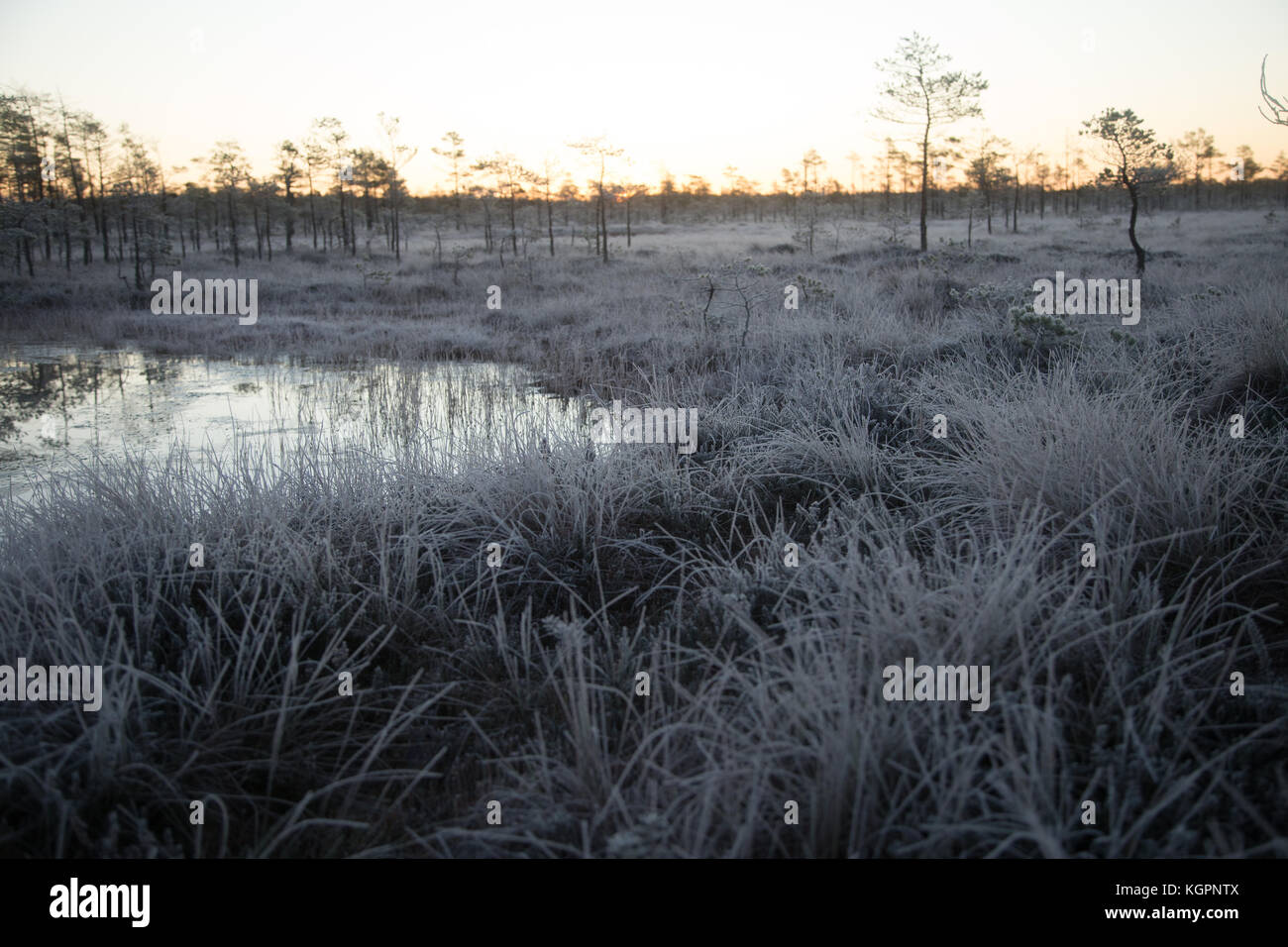 Quagmire landscape hi-res stock photography and images - Alamy