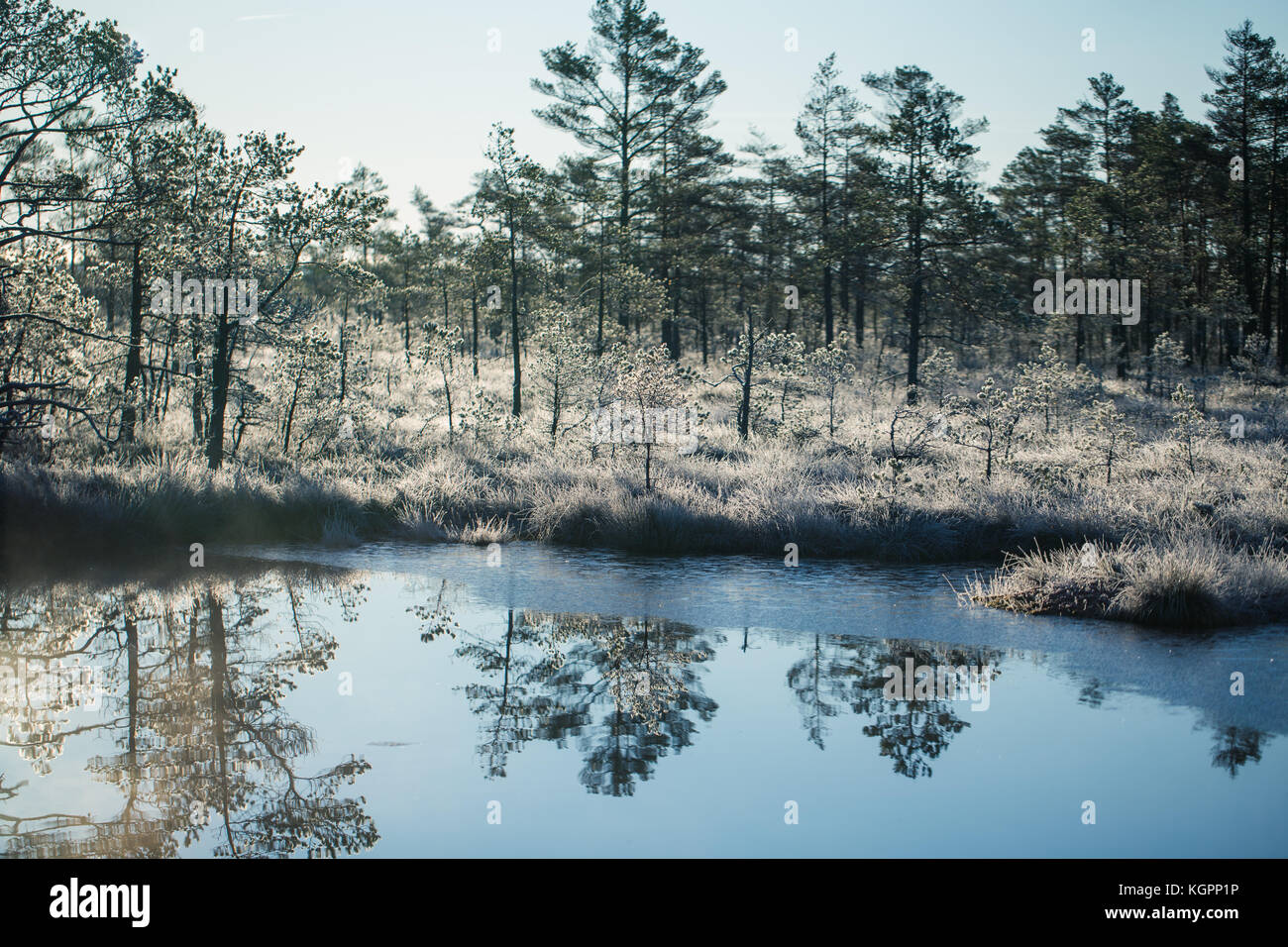 A beautiful morning landscape in a frozem swamp. A small swamp ponds in ...