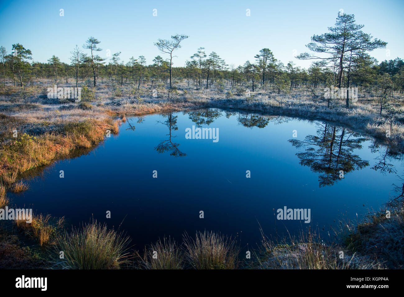 A beautiful morning landscape in a frozem swamp. A small swamp ponds in ...
