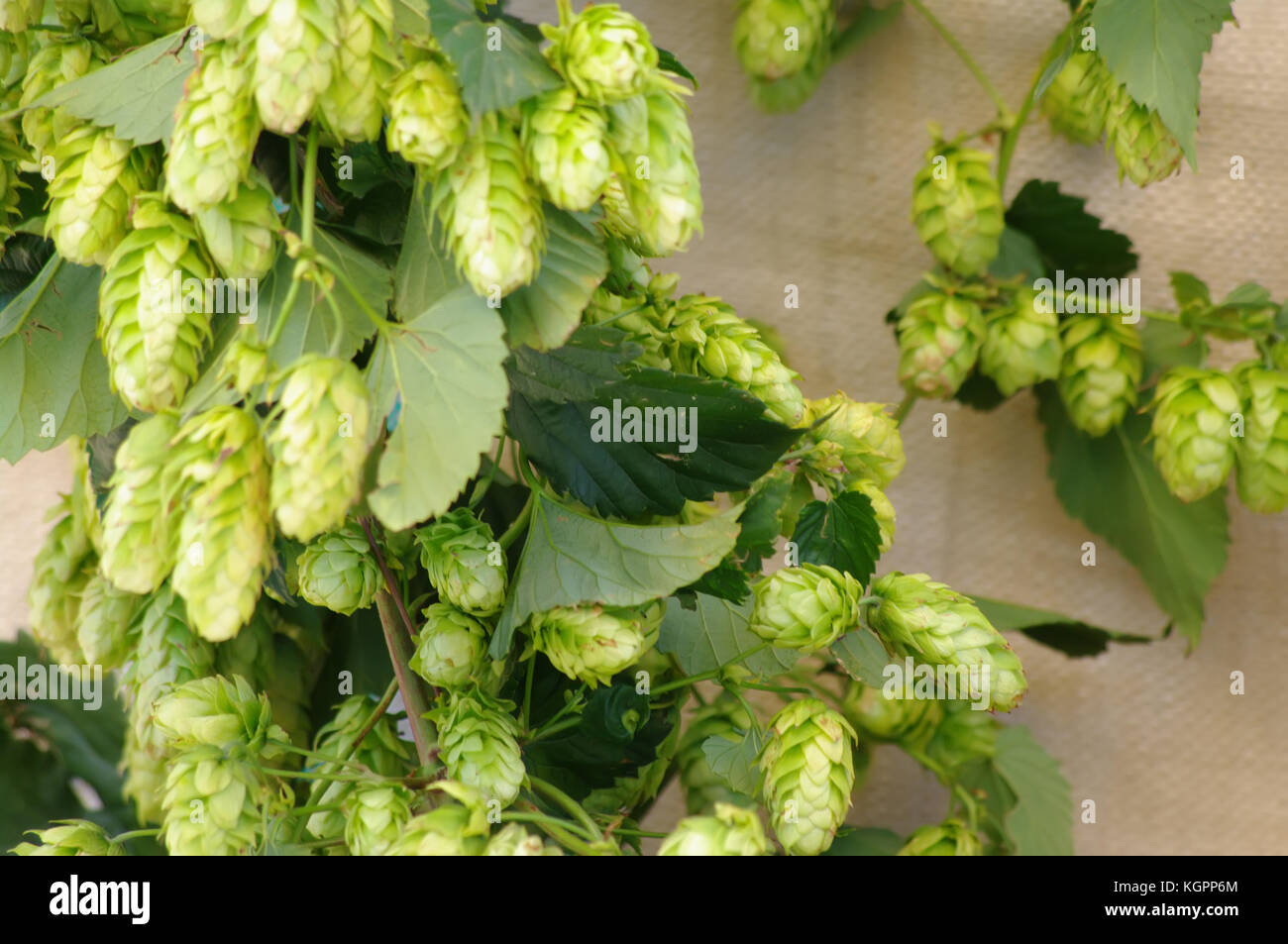 Hop products hi-res stock photography and images - Alamy