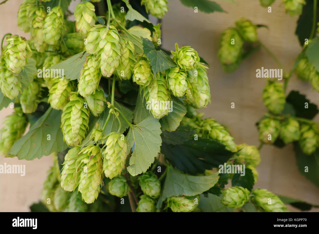 Hop products hi-res stock photography and images - Alamy
