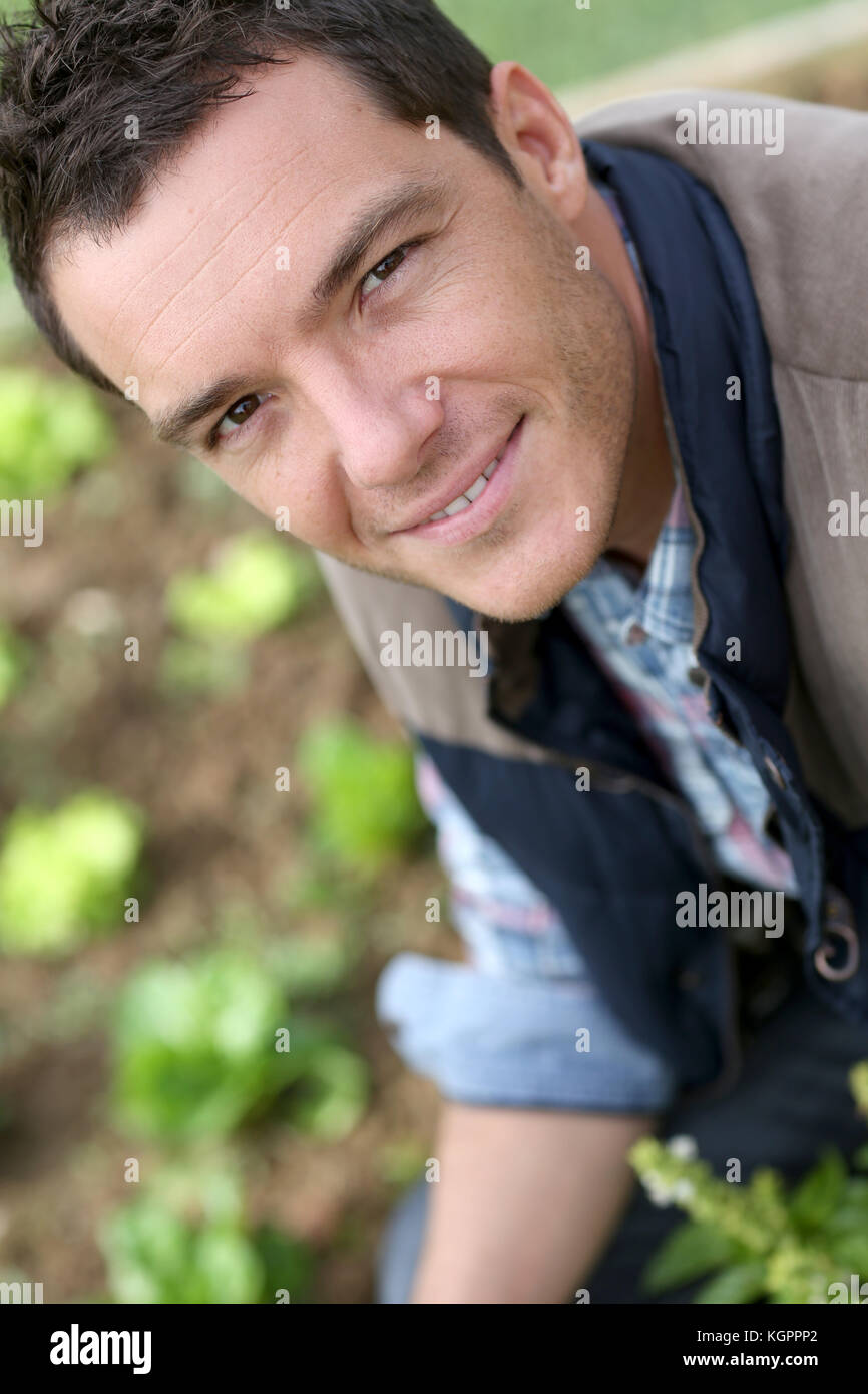 Man cultivating lettuces in kitchen garden Stock Photo - Alamy