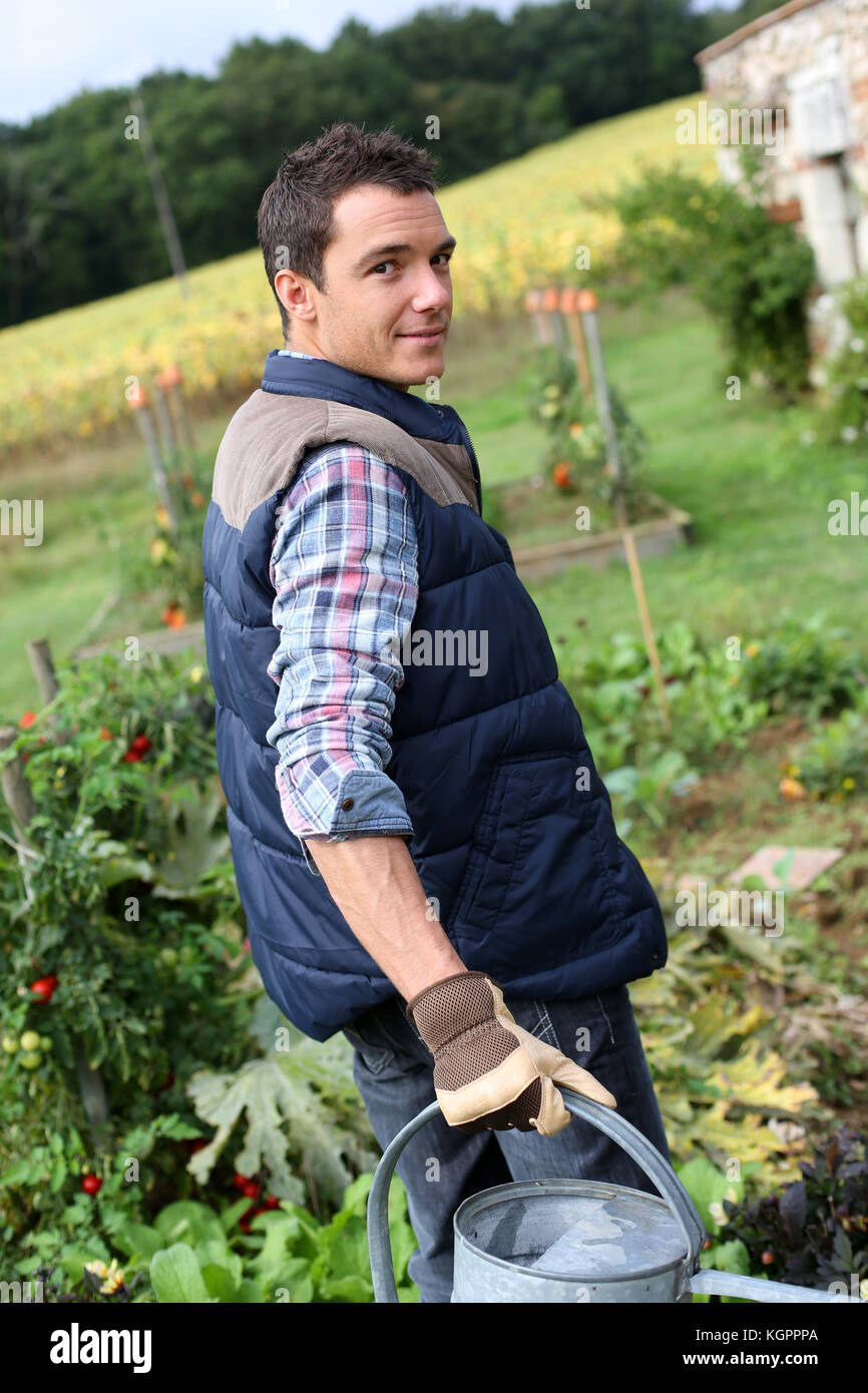 Man cultivating lettuces in kitchen garden Stock Photo - Alamy