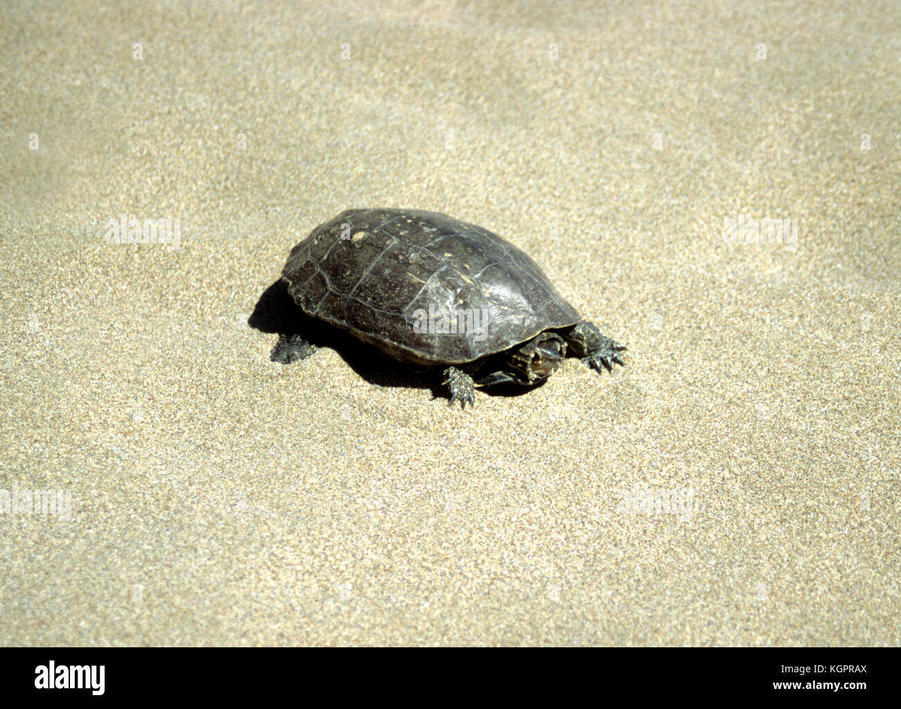 Turtle at beach Stock Photo - Alamy