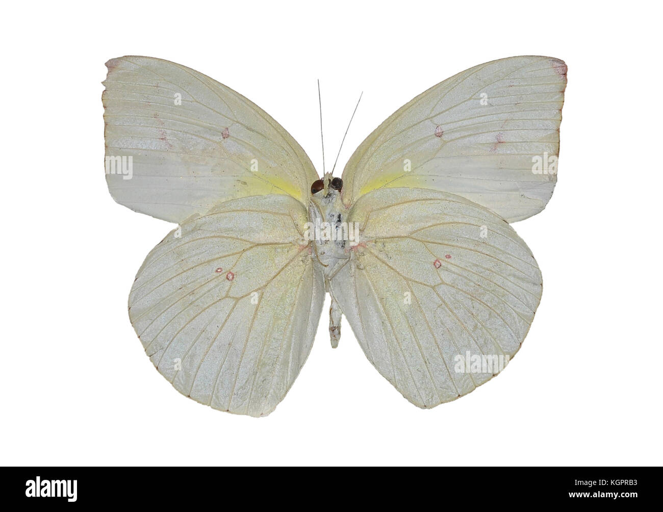 Common emigrant butterfly hi-res stock photography and images - Alamy