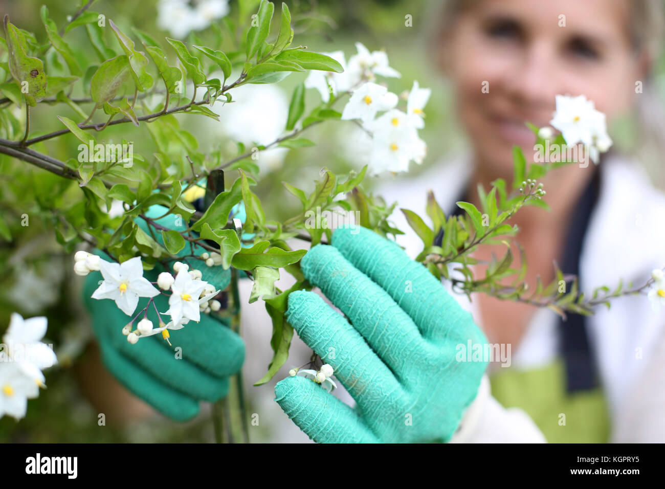 Senior woman cultivating flowers Stock Photo - Alamy