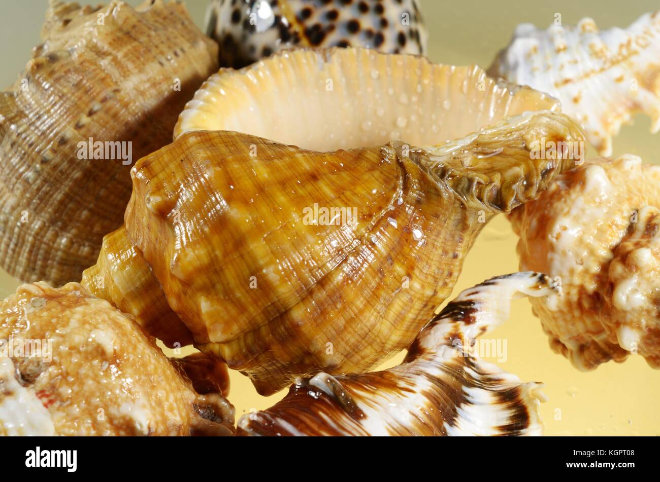 Photo of sea shells,which are laid on the table Stock Photo - Alamy