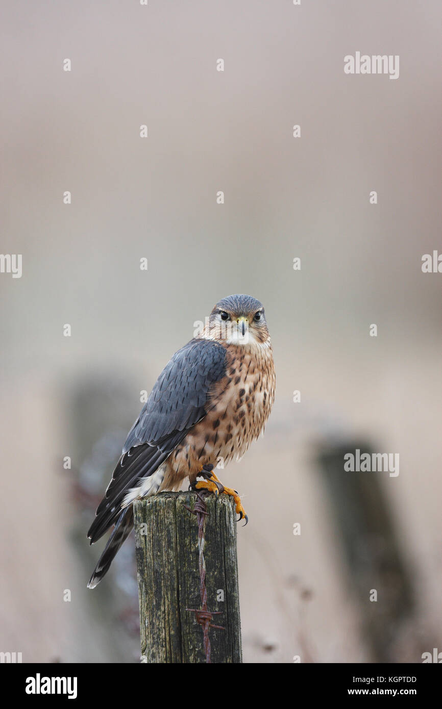 Merlin falcon hi-res stock photography and images - Alamy