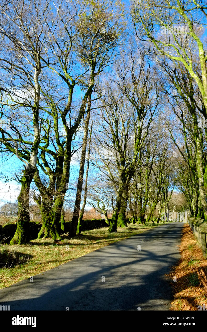 Avenue of beech trees, Dartmoor, Devon. UK Stock Photo - Alamy