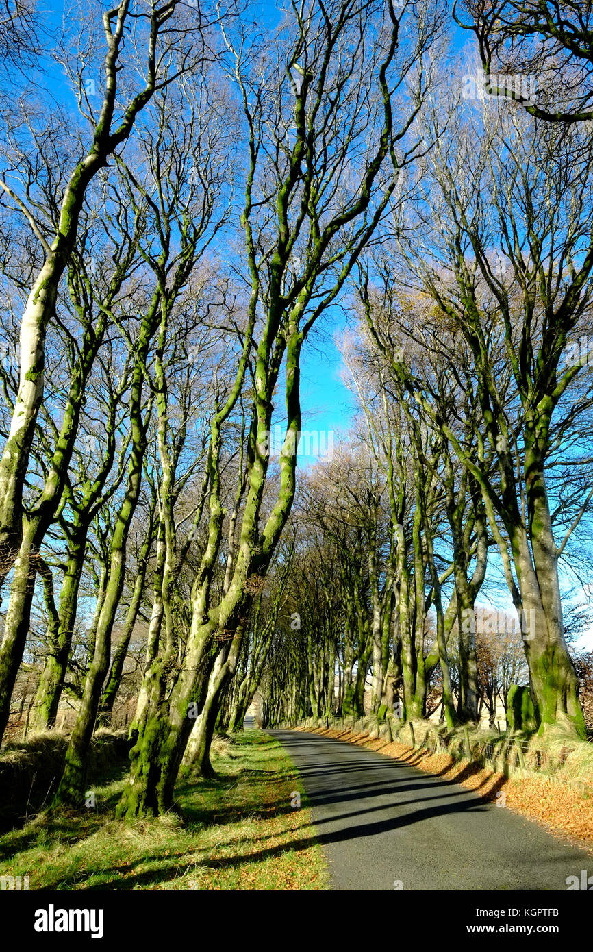Avenue Of Beech Trees High Resolution Stock Photography and Images - Alamy
