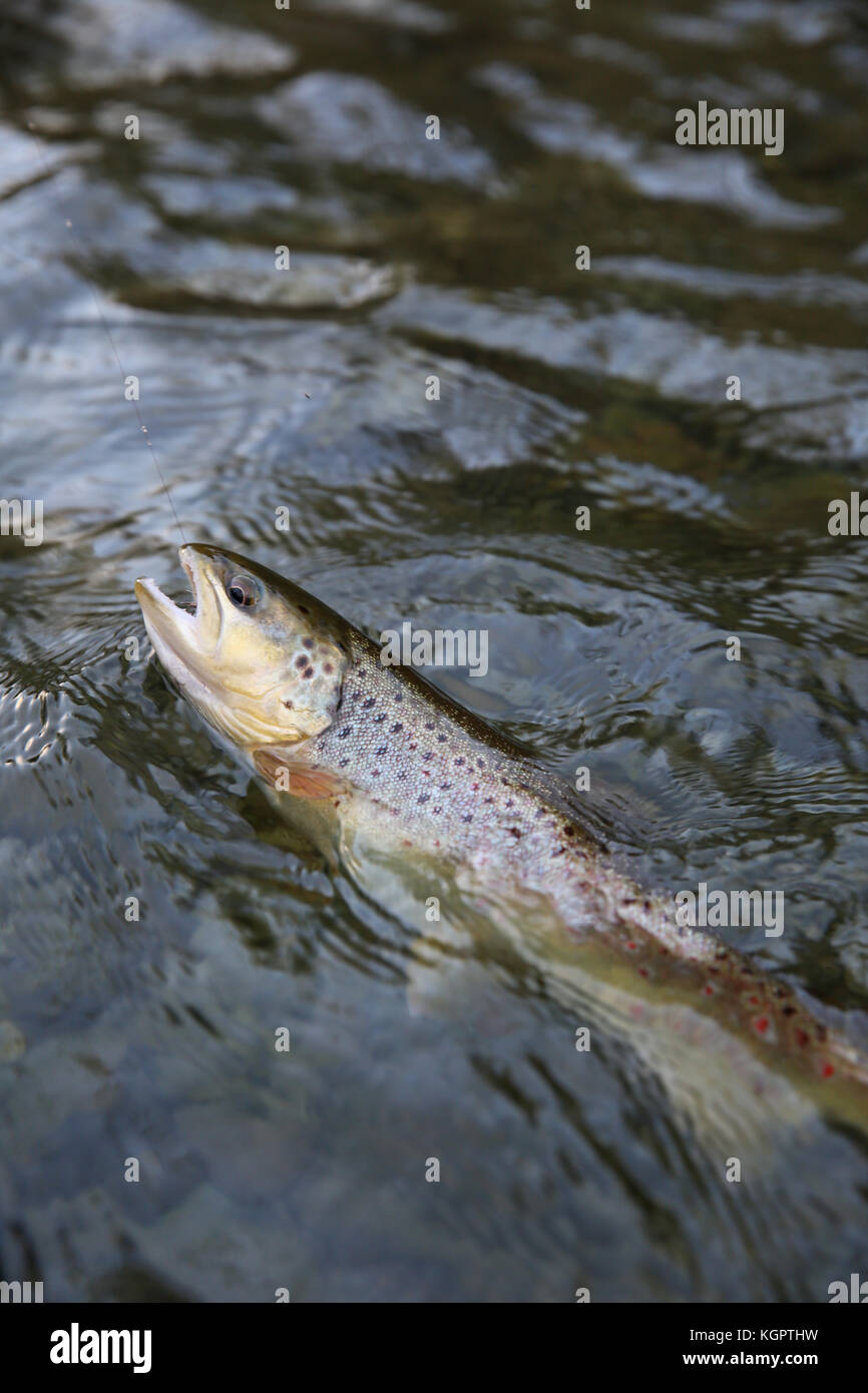 Closeup of fario trout being caught in river Stock Photo - Alamy