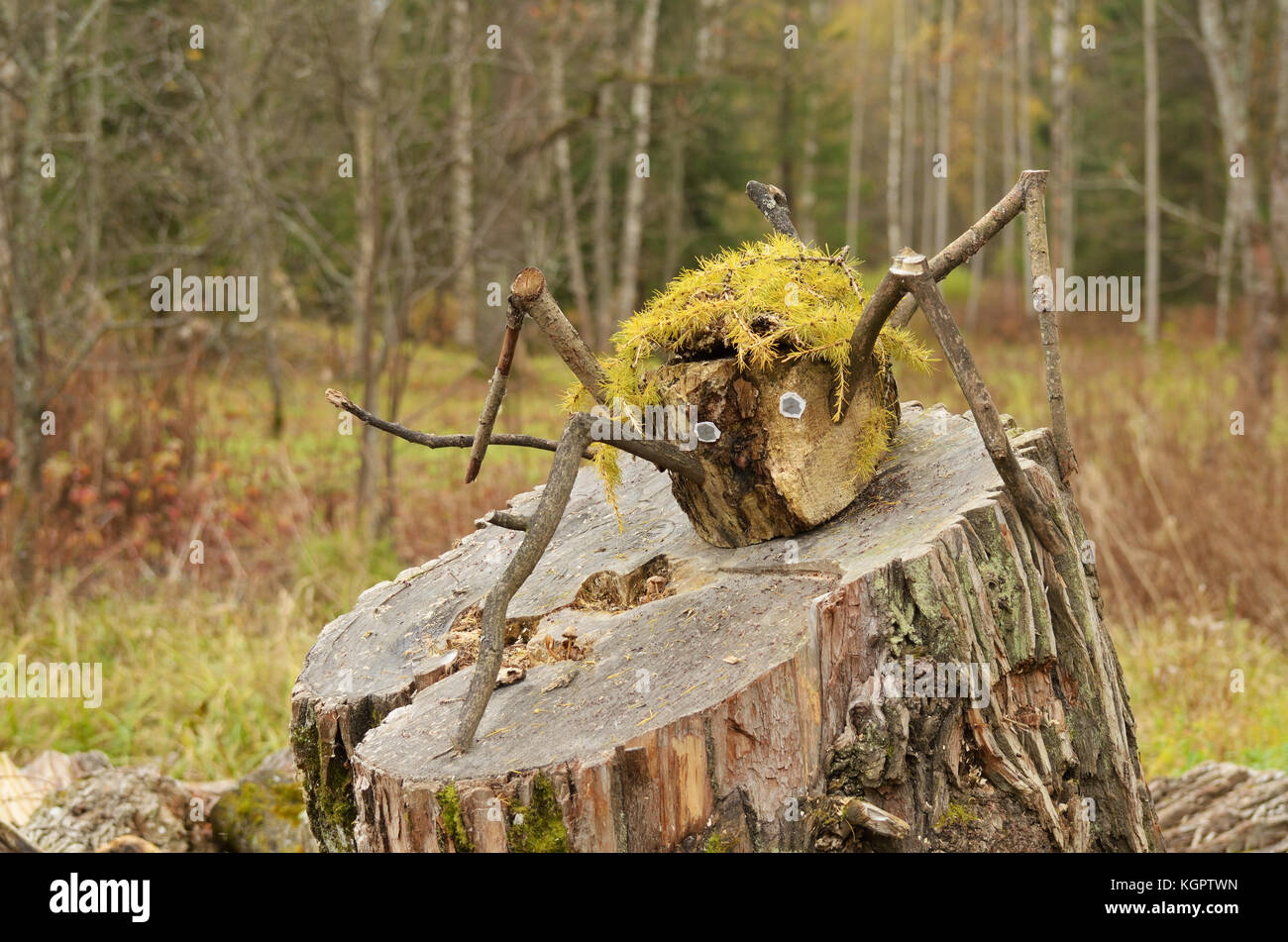 Tree Stump Spider High Resolution Stock Photography and Images - Alamy
