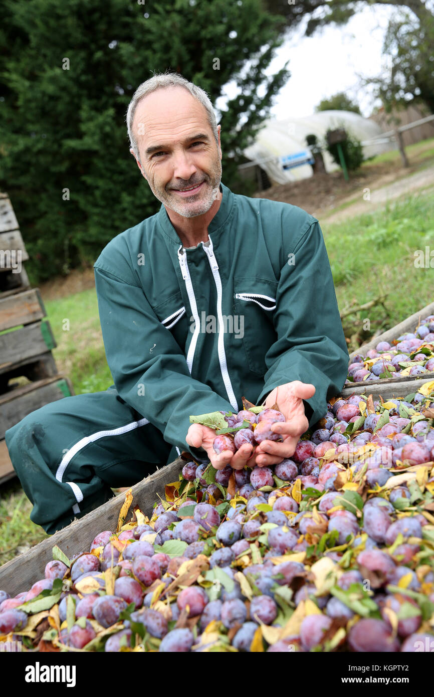 Mature fruit at tree hi-res stock photography and images - Alamy