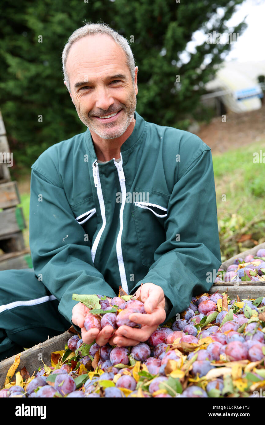 Smiling farmer standing by box of fresh picked fruits Stock Photo - Alamy