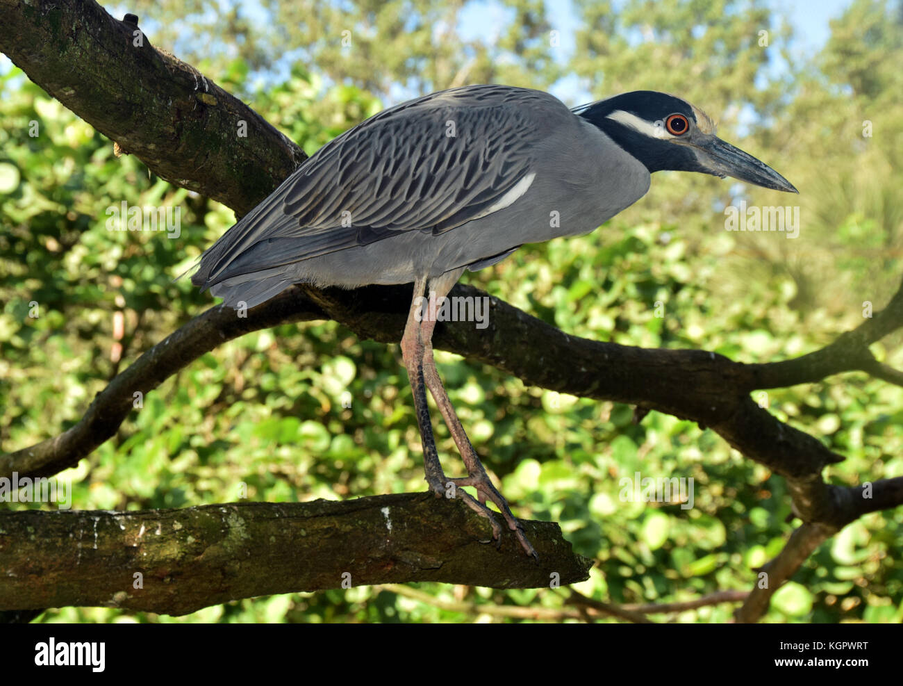 Night heron commonly seen in the Florida Everglades (Nycticorax ...