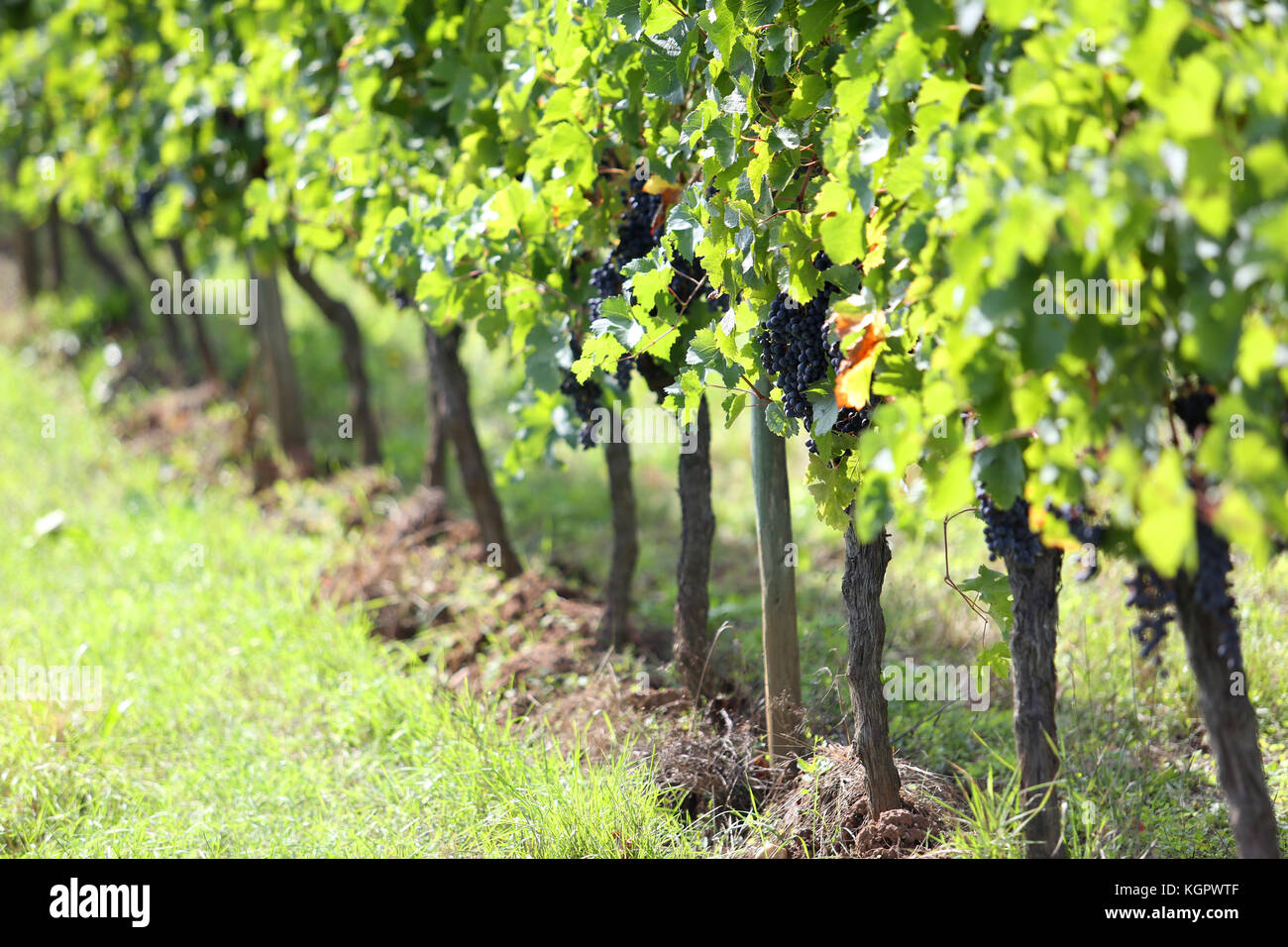 Vine row with red grapes in fall season Stock Photo - Alamy