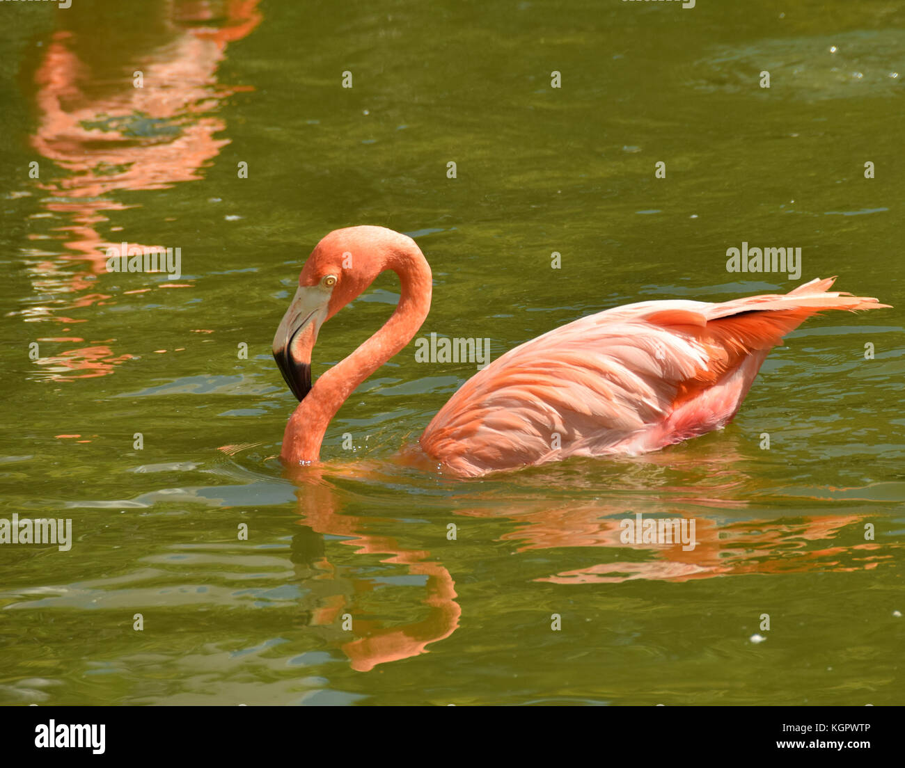 Flamingo swimming in a Florida pond Stock Photo - Alamy