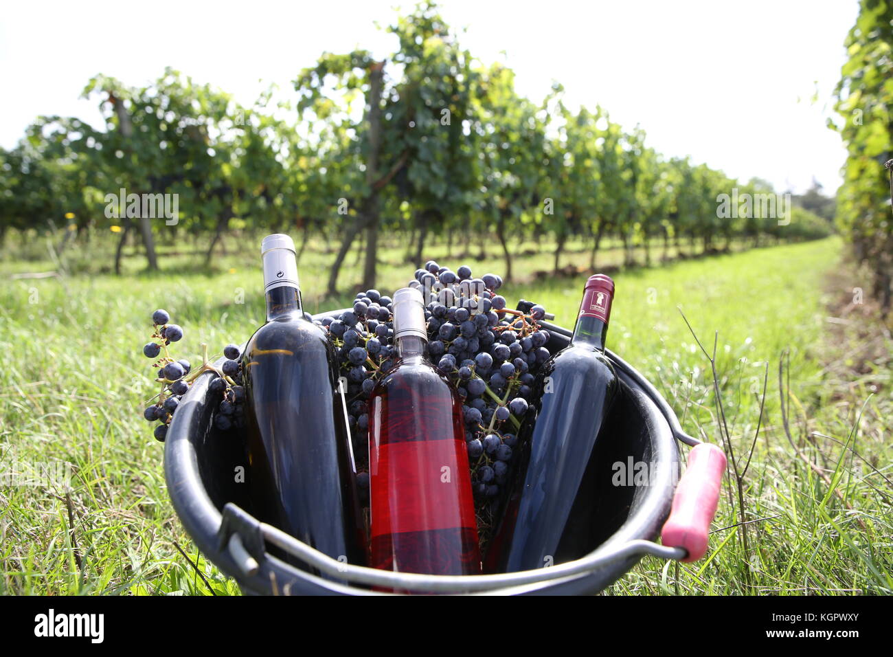 Vineyard harvest bucket hi-res stock photography and images - Alamy