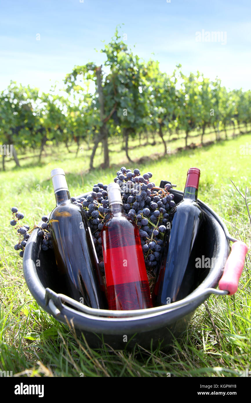 Vineyard harvest bucket hi-res stock photography and images - Alamy