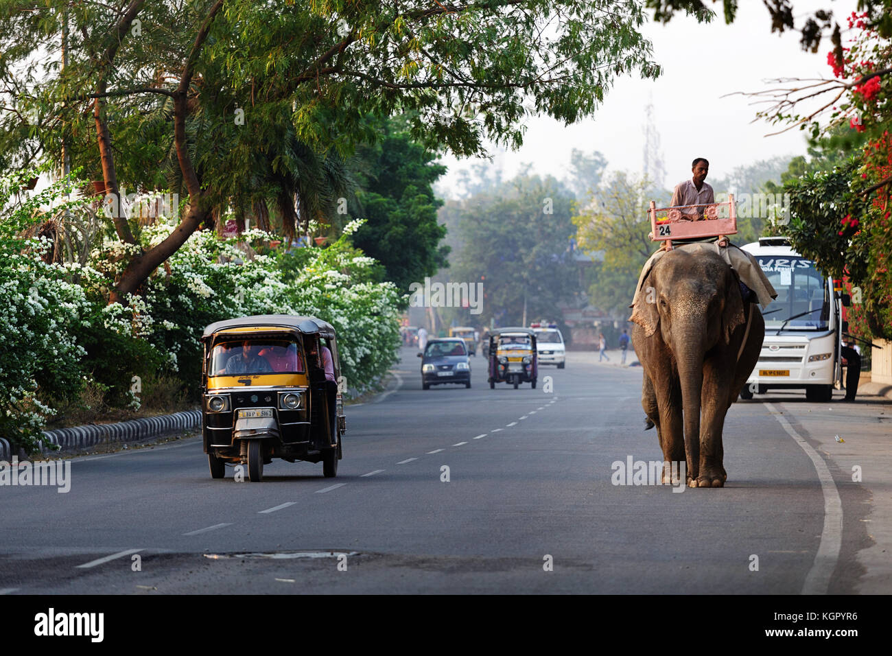 Traffic in Jaipur - elephant walking in the street, Jaipur, Rajasthan ...