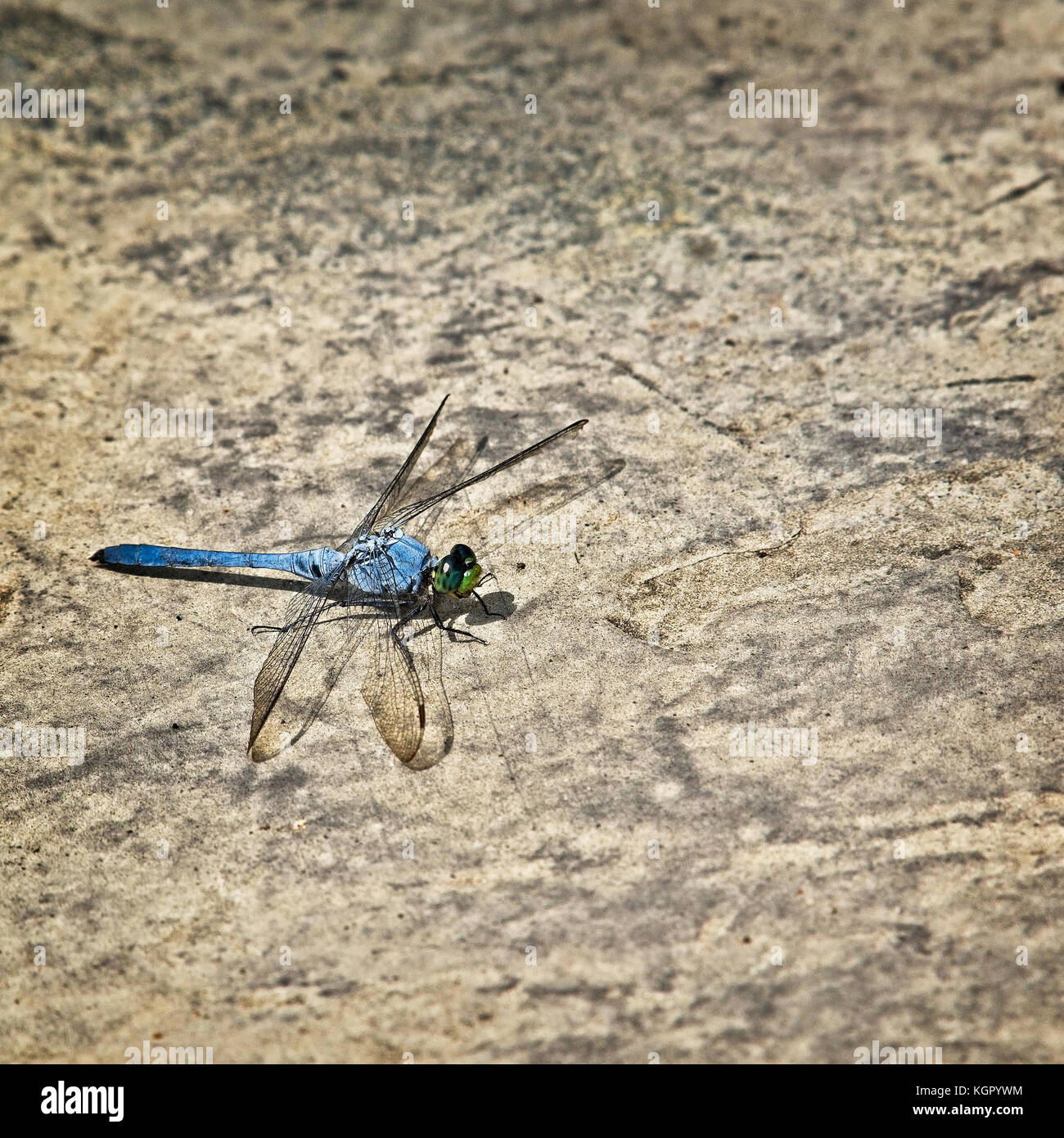 Spring TX USA - Sept. 22, 2017 - Blue Dragonfly on Slate Stock Photo ...