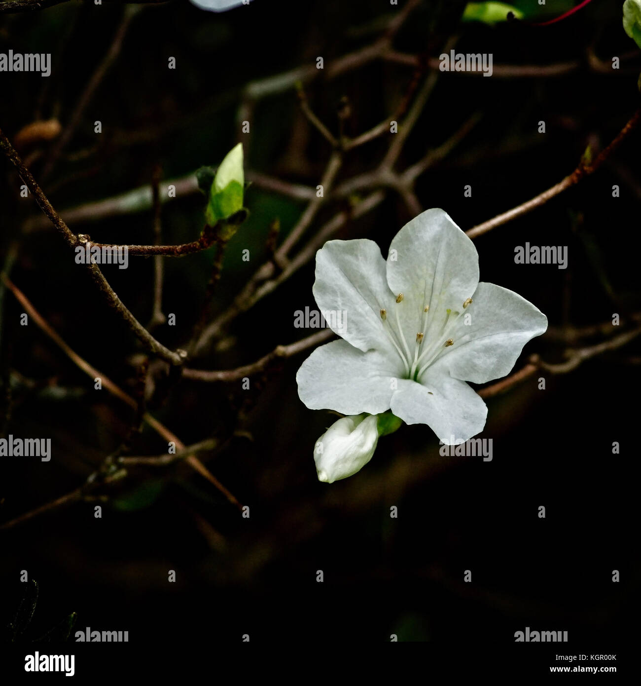One white flower hi-res stock photography and images - Alamy