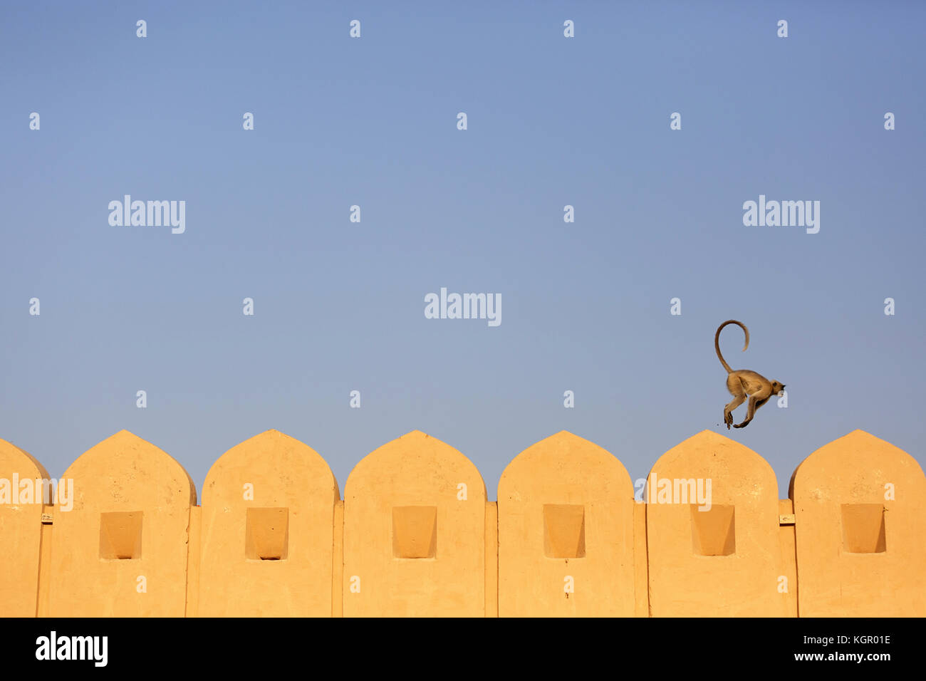 Black-faced hanuman langurs monkey jumping on the walls of Amer Fort ...