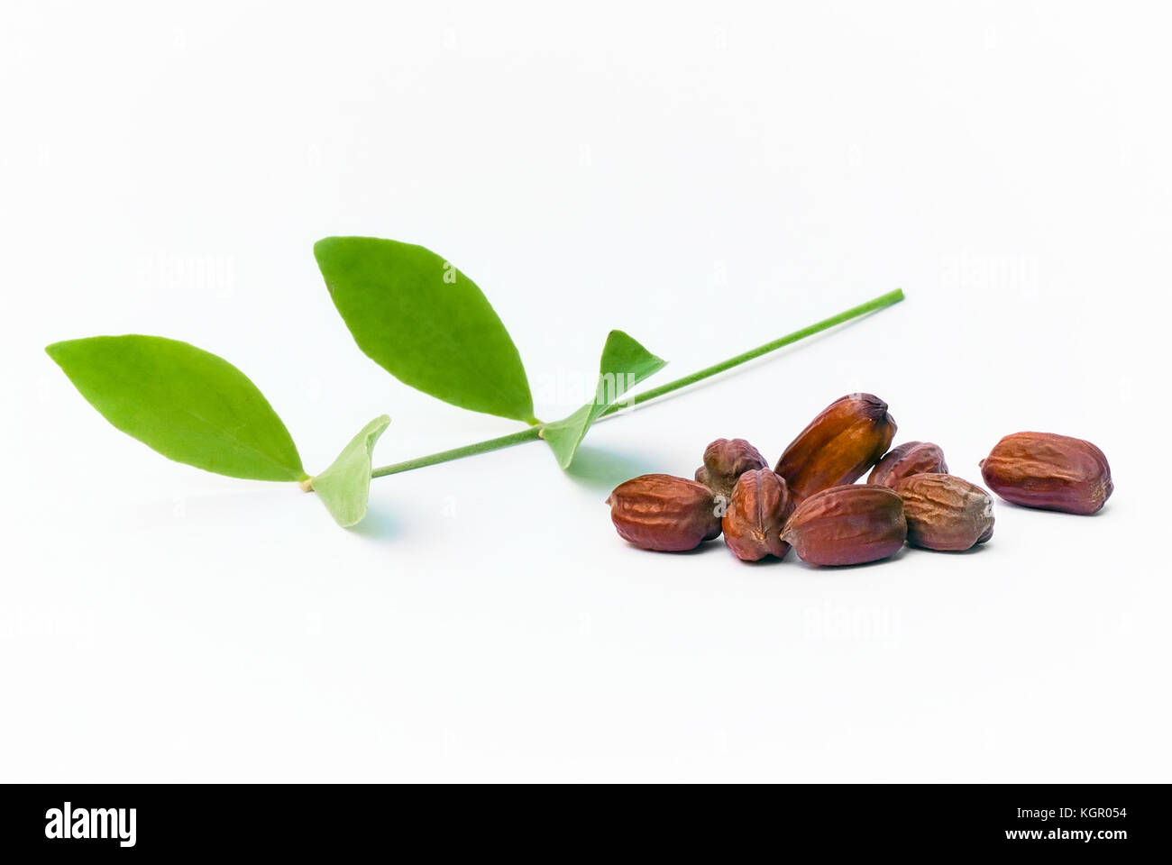 Jojoba (Simmondsia chinensis) leaves and seeds isolated on withe ...