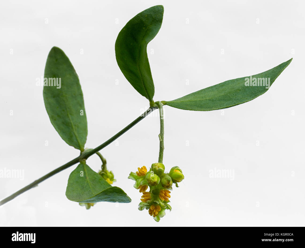 Jojoba (Simmondsia chinensis) leaves and flower isolated on withe ...