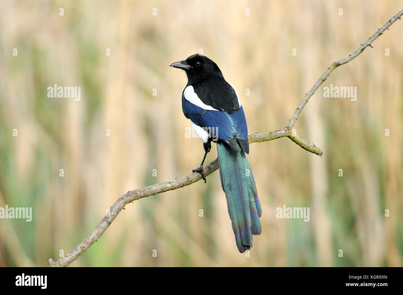 An eurasian magpie or common magpie (Pica pica) perched on a branch in ...