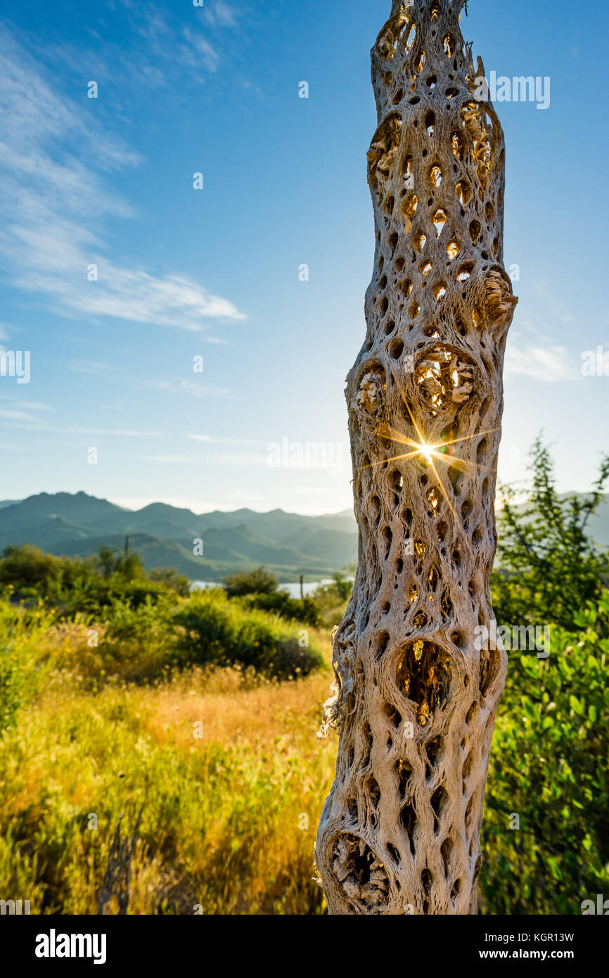 Cholla Cactus Skeleton Art